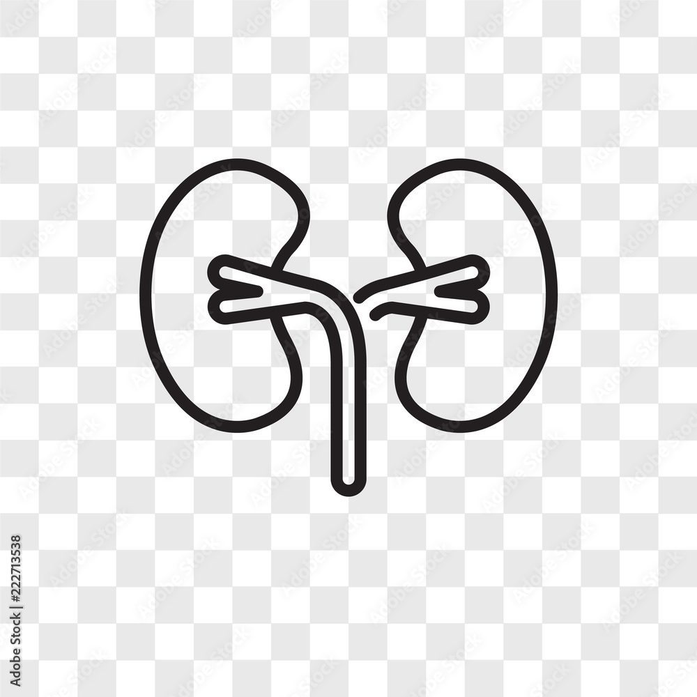 Kidneys Icon