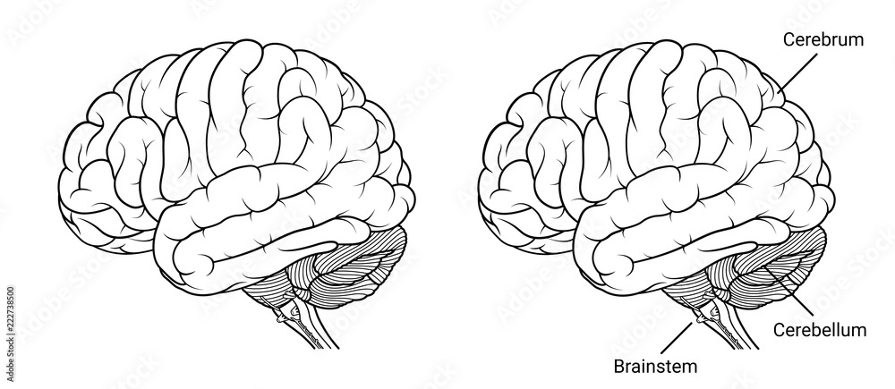 Human brain anatomy Side view outline Stock Vector | Adobe Stock