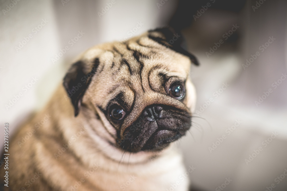 Pugs Making Funny Faces