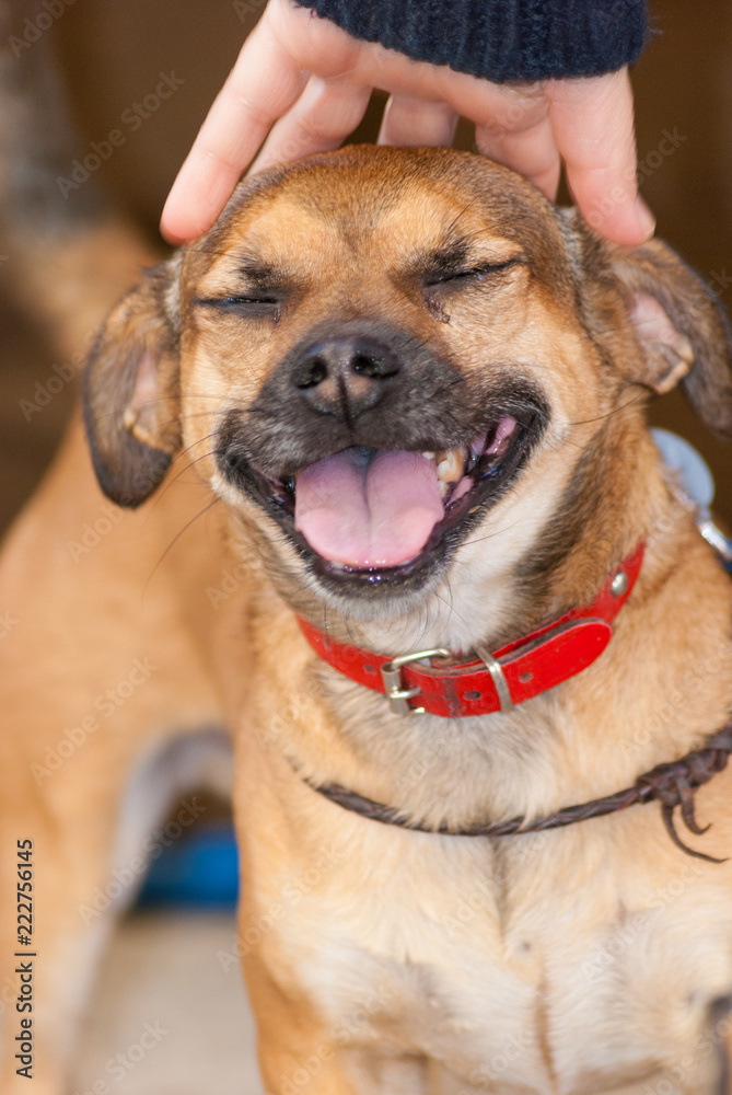 Risa de perro Stock Photo | Adobe Stock