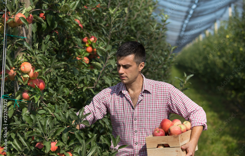 Farmer harvesting apples in orchard Stock Photo | Adobe Stock