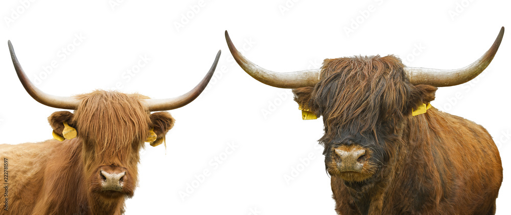 Isolated head of a cow and a bull of Highland cattle on a white ...