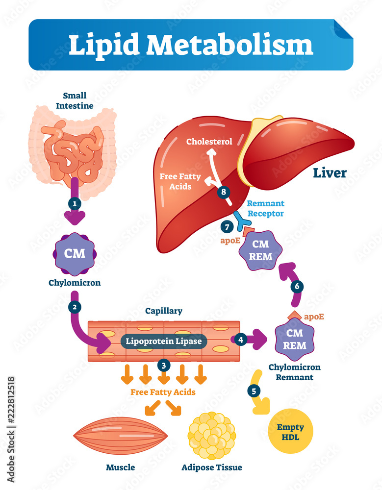 Lipid metabolism vector illustration infographic. Labeled medical ...