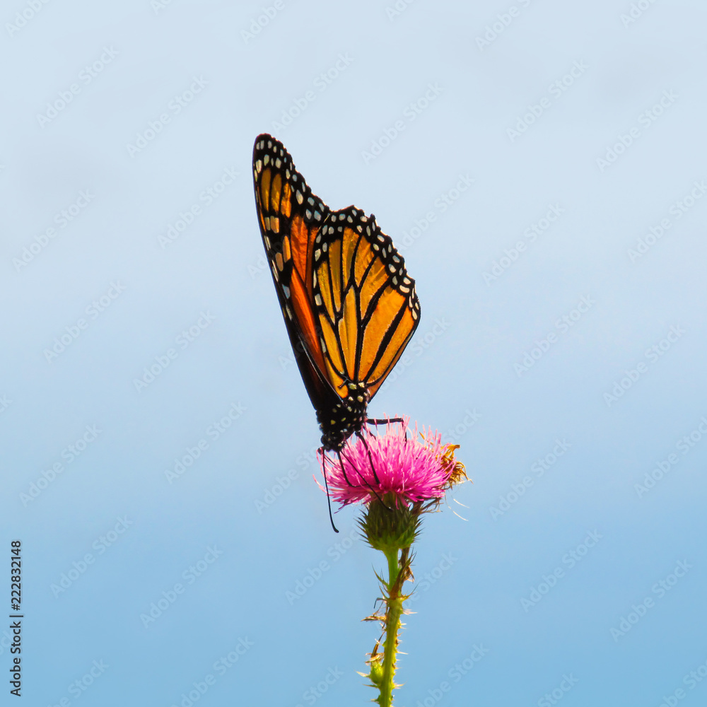 Beautiful Monarch butterfly on a flower. The Latin name is Danaus ...