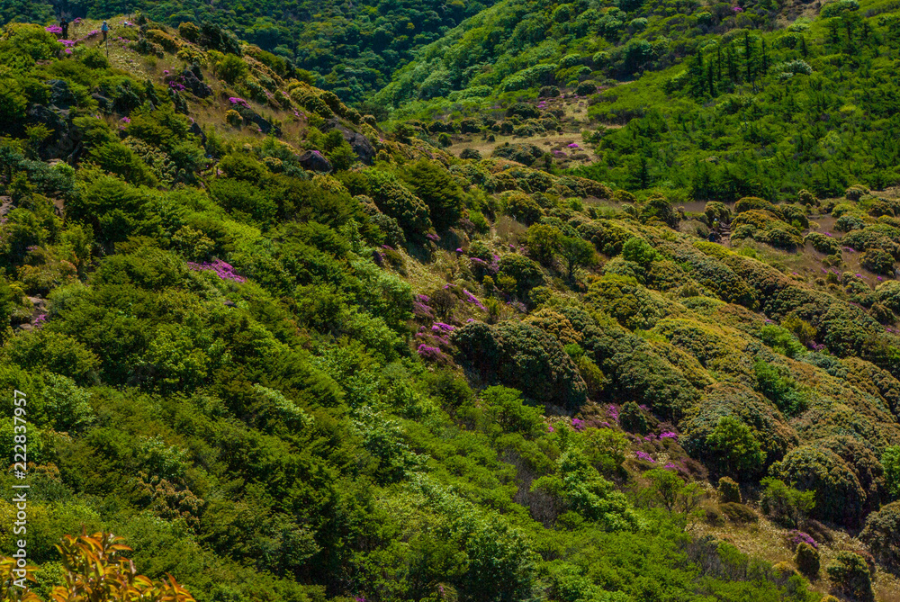 Japanese Mountain Tree Textures for 3D Stock Photo | Adobe Stock