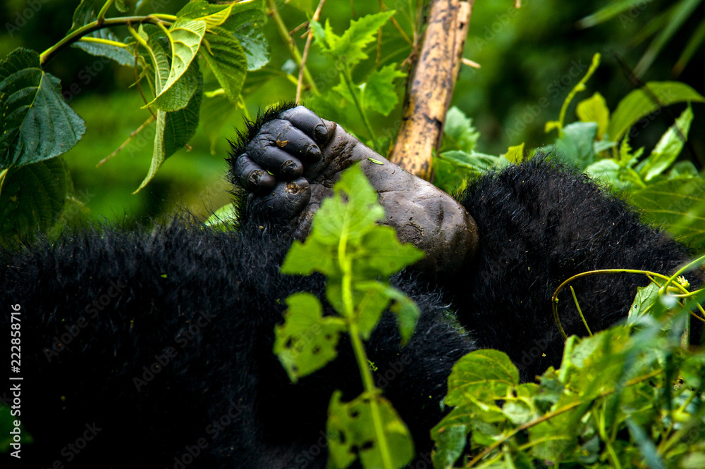Close-up of the foot of a female mountain gorilla from the Sabinyo ...