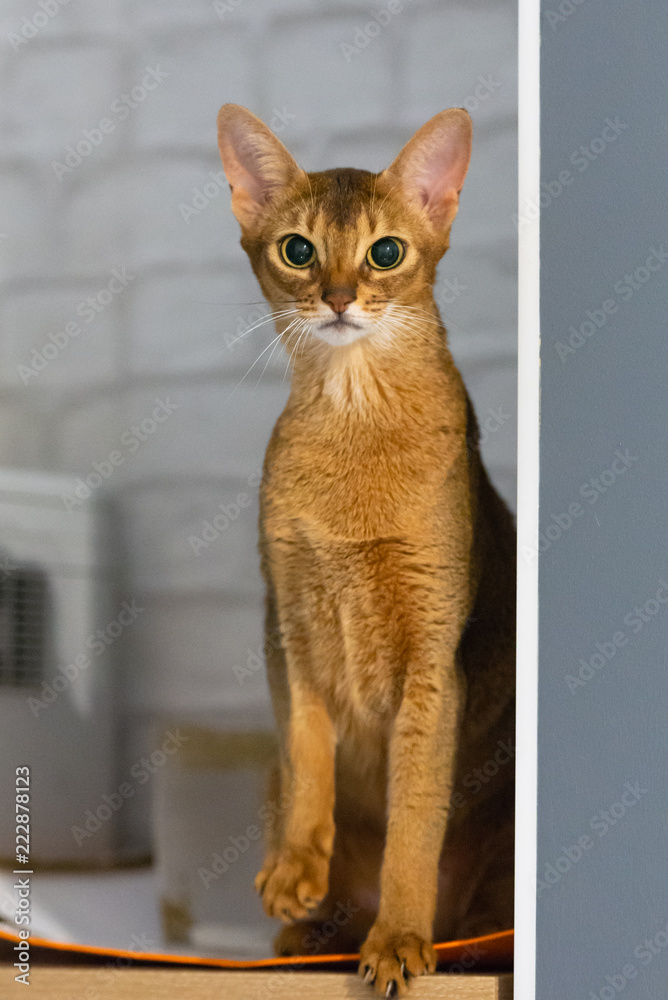 Abyssinian cat. Ancient cat breed. Favorites of Egyptian pharaohs. In ...