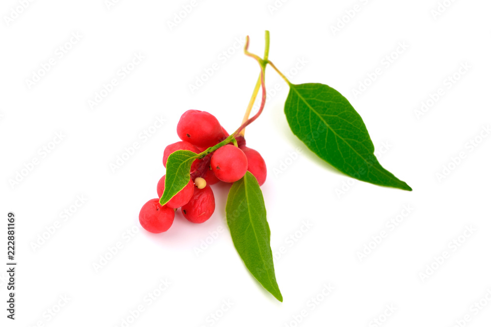 Schisandra Chinensis Medicinal Herb Plant Leaves and Fruit. Isolated on ...