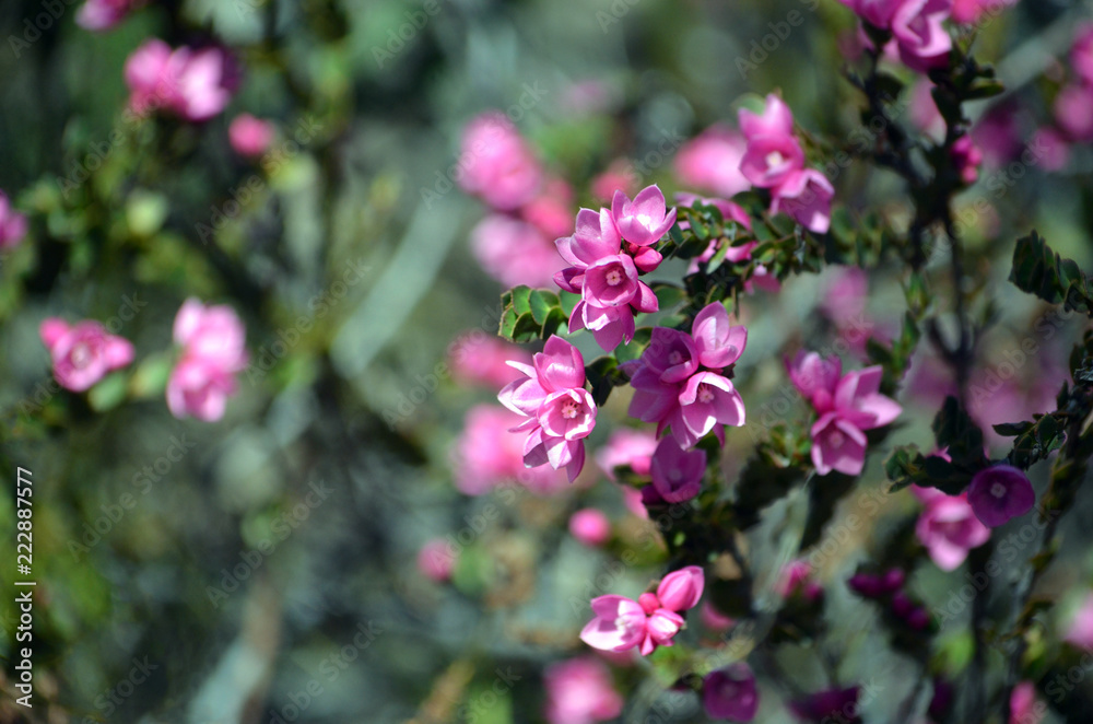 Deep pink flowers of the Australian Native Rose, Boronia serrulata ...