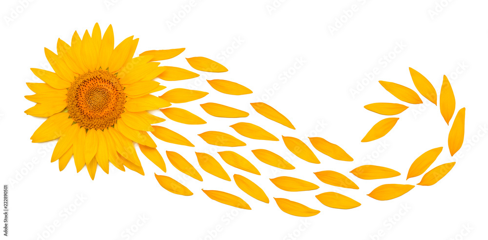 Sunflower Petal Pattern