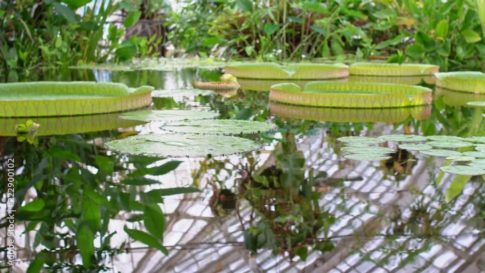 Water level view across a conservatory pond covered with water lilies ...