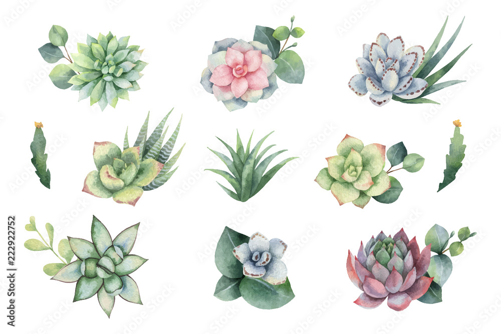Watercolor vector set with eucalyptus leaves and succulents. Stock ...