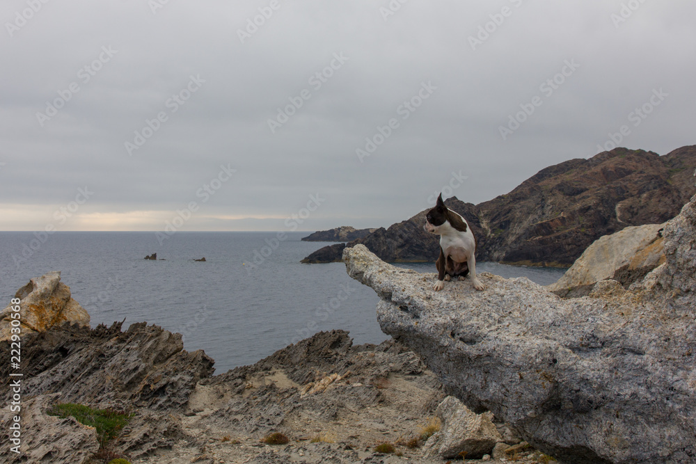 Perro observando el paisaje Stock Photo | Adobe Stock