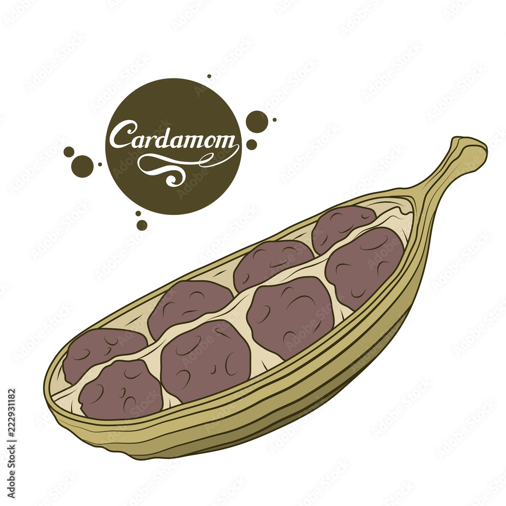 hand drawn cardamom plant, spicy ingredient, cardamom logo, healthy ...
