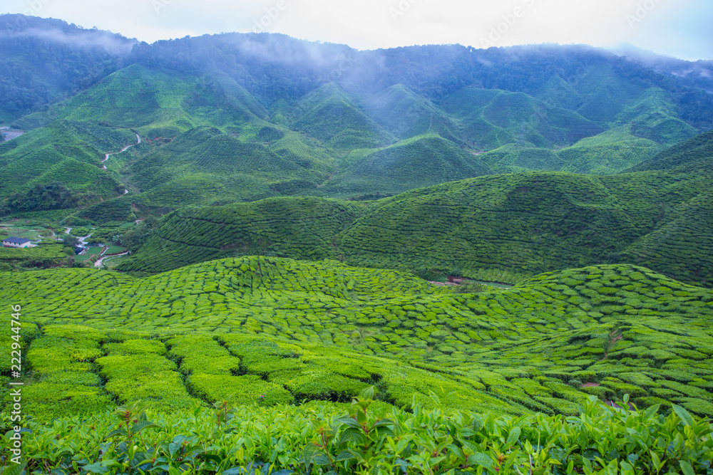 Boh tea plantations background, tea plantatoins on mountains. Stock ...