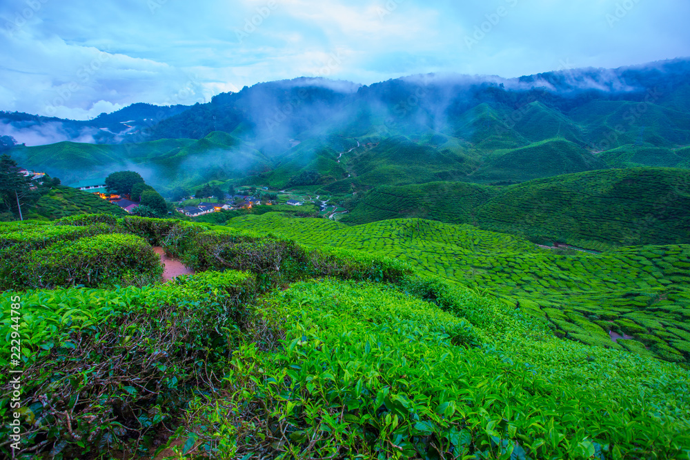 Boh tea plantations background, tea plantatoins on mountains. Stock ...