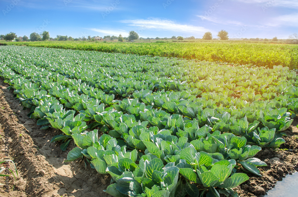 Cabbage Landscape