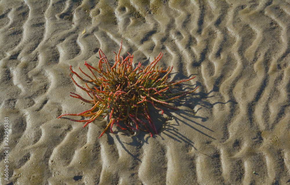 Europäischer Queller (Salicornia europaea) im Watt an der Nordsee in ...