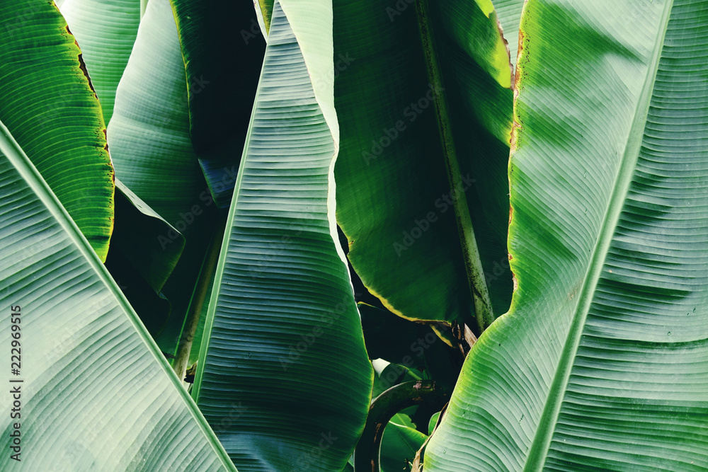 Group of big green banana leaves of exotic palm tree in soft natural ...