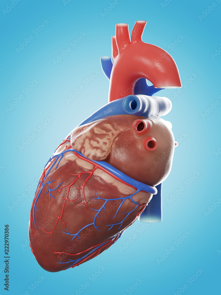 3d rendered medically accurate illustration of the human heart anatomy ...