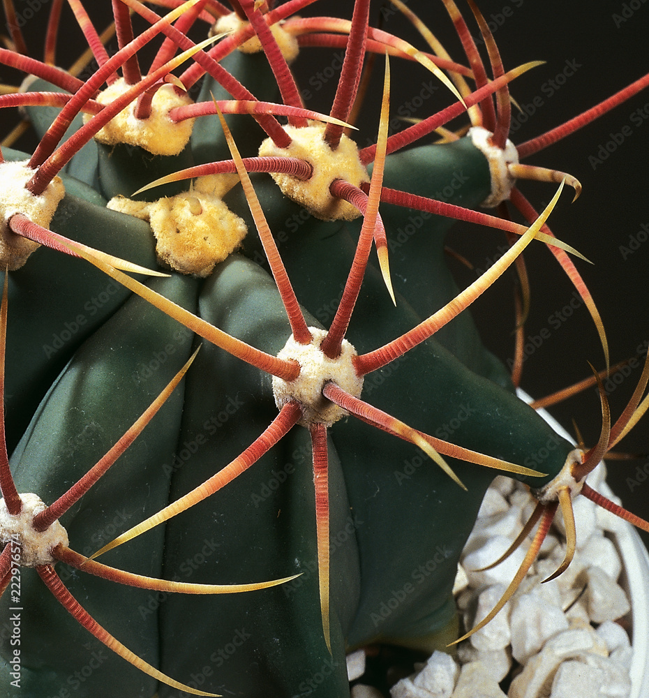 Cactus. Ferocactus emoryi thorn. A unique studio photographing with a ...