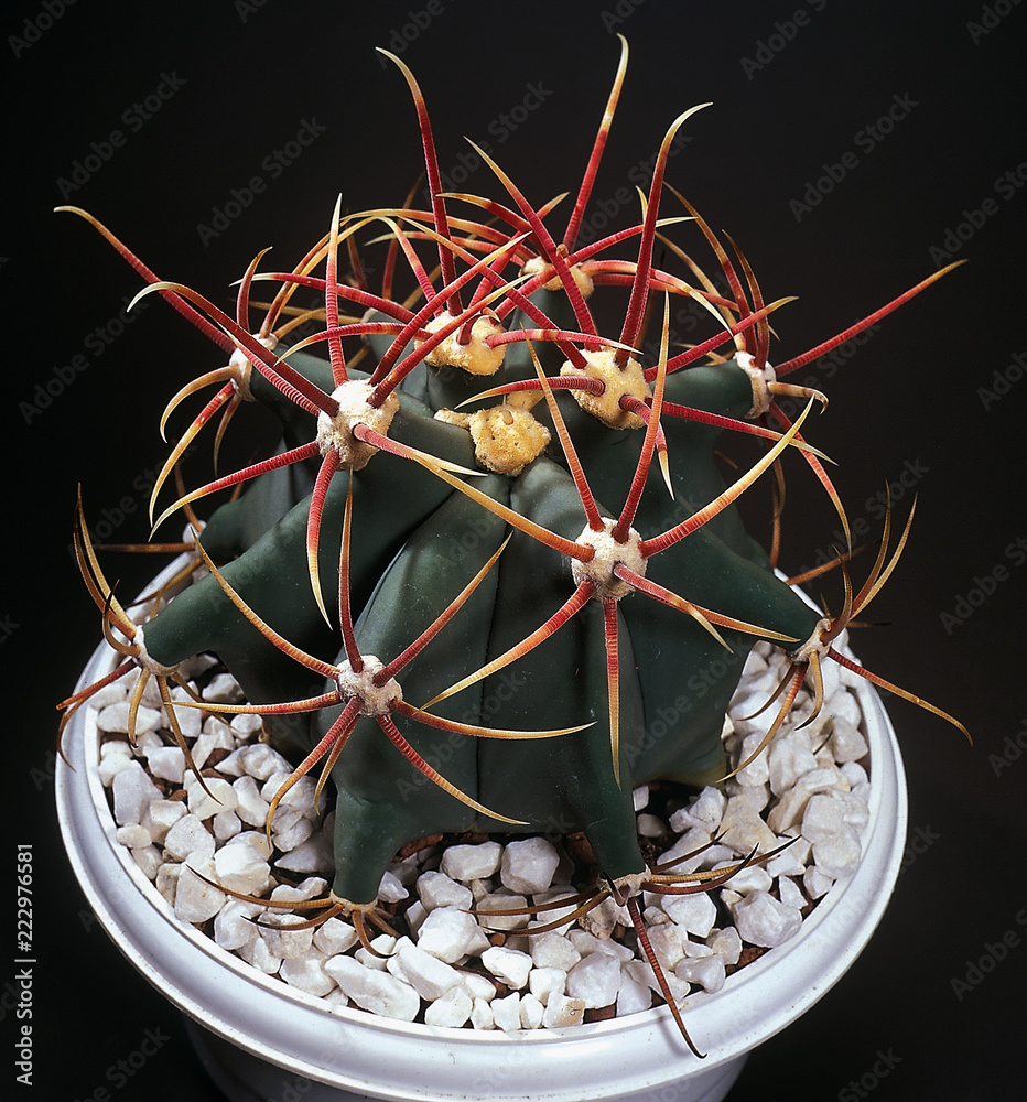 Cactus. Ferocactus emoryi in pot. A unique studio photographing with a ...