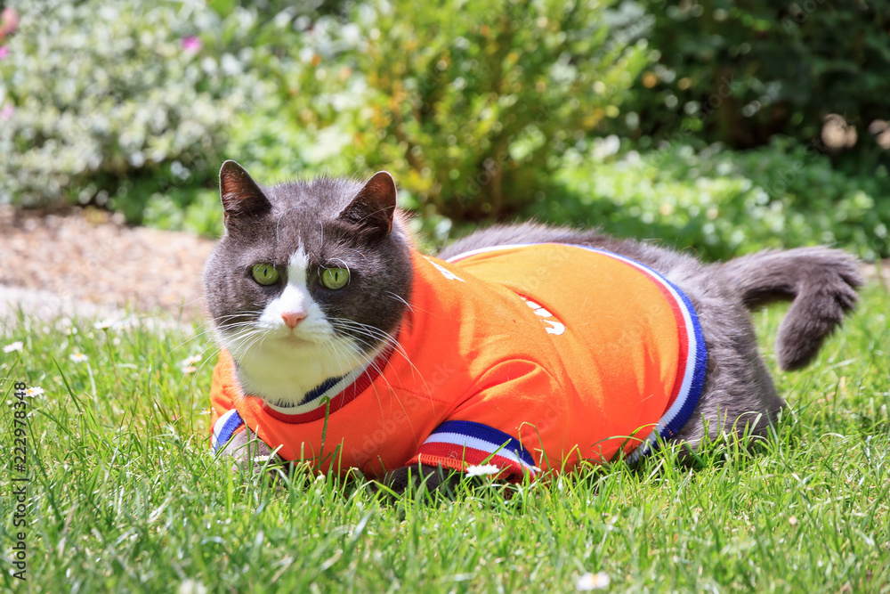 Random Image Of A Fat Pussy Cat Dressed As Soccer Player For The Dutch National Team Relaxing In