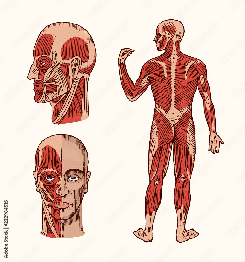 Human anatomy. Muscular and bone system of the head. Medical Vector ...
