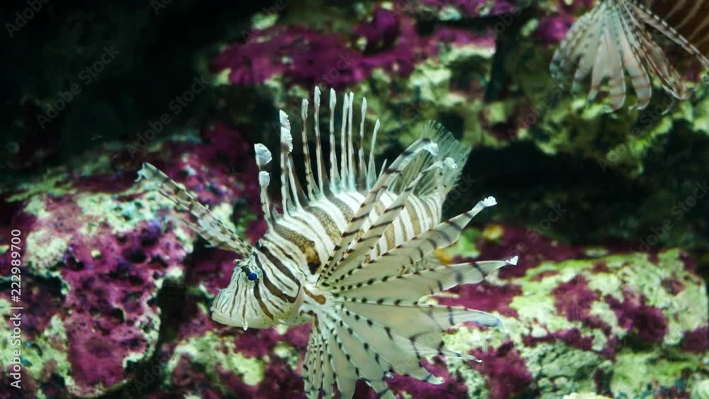 Beautiful fish in the aquarium on decoration of aquatic plants ...