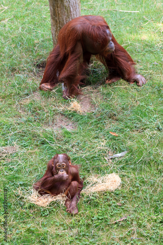 Bornean Orangutan (orang-utan, Pongo pygmaeus) mom and baby. Asian ...