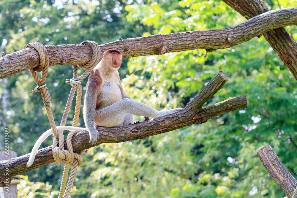 The proboscis monkey (Nasalis larvatus) aka long-nosed monkey, or ...