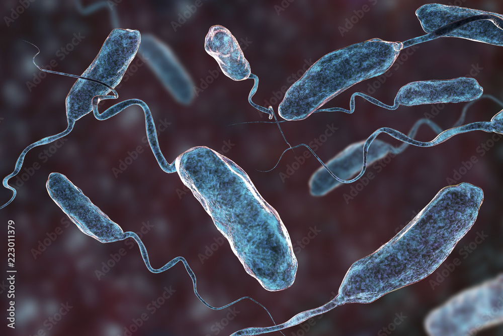 Vibrio Cholerae Bacteria