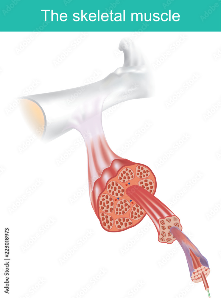 One Skeletal Muscle Cell