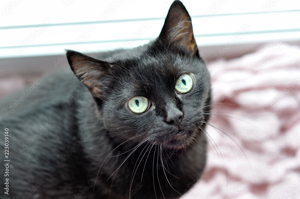 cute black cat on a pink background Stock Photo | Adobe Stock