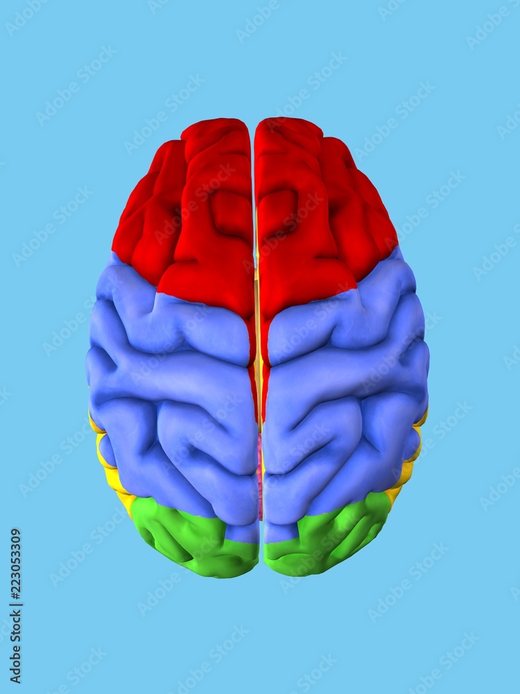 Parts Of The Brain Lobes Top View