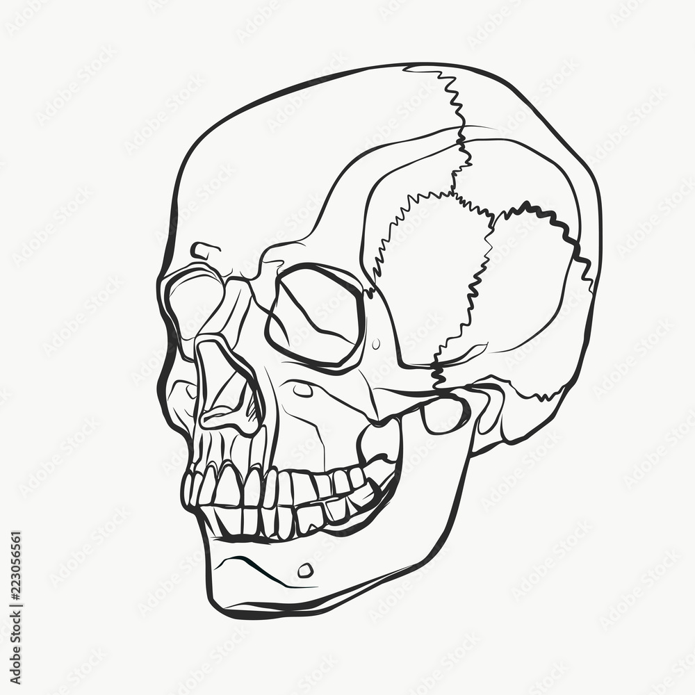 Human Skull Line Drawing