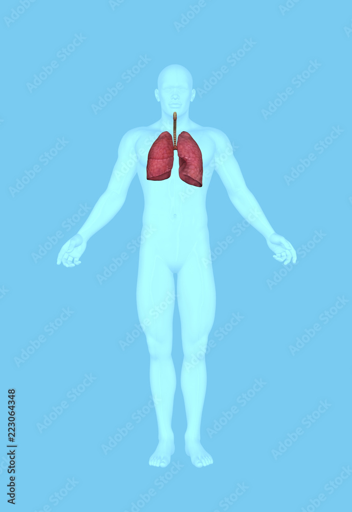 Location of Lungs - Featuring right upper lobe, right middle lobe ...