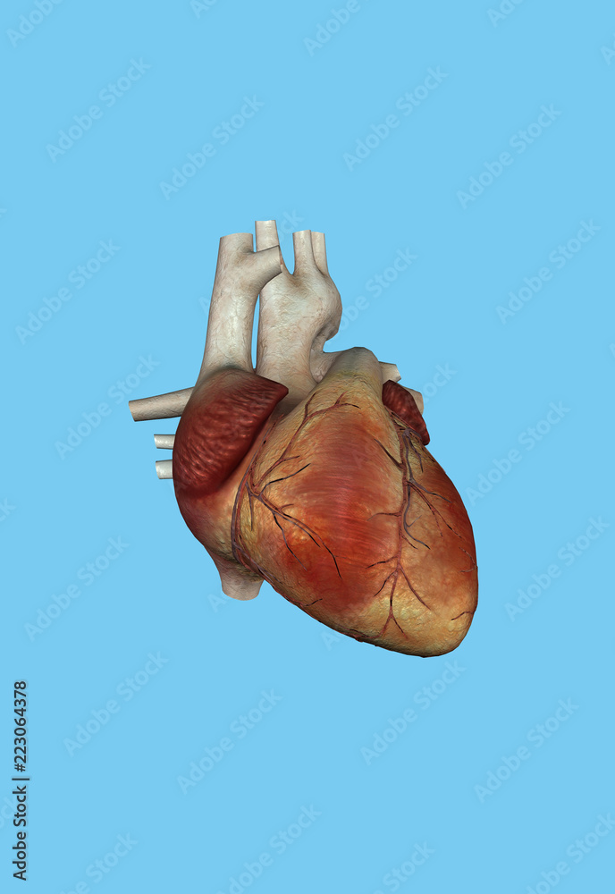 Human Heart - Featuring right and left ventricle, right auricle ...