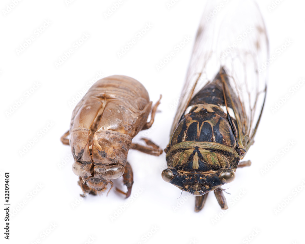 Cicada Nymph Shell