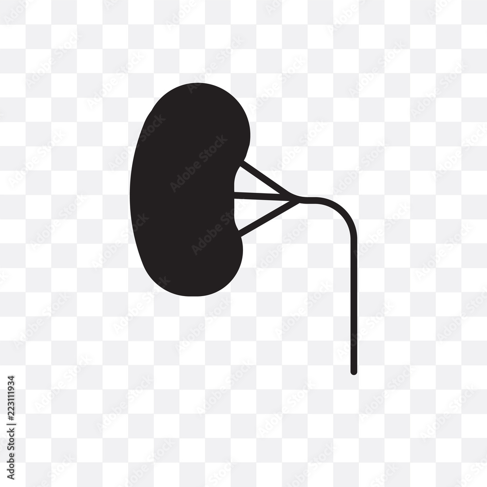kidney icon isolated on transparent background. Simple and editable ...