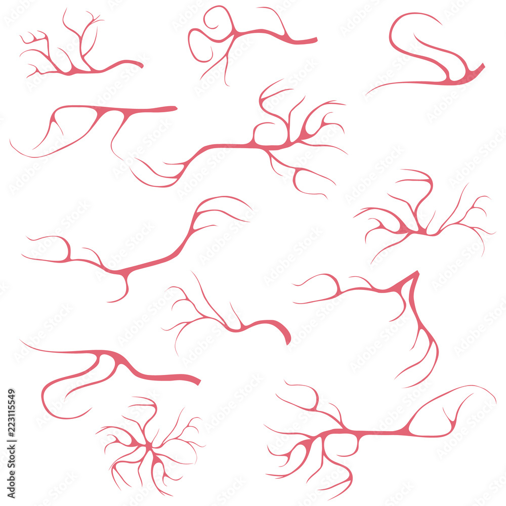 Blood vessels, a set of realistic blood vessels. Capillaries. Flat ...