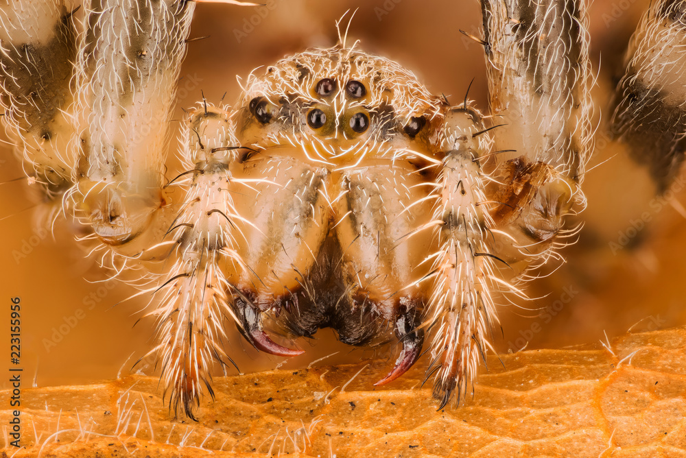 European Garden Spider, Diadem Spider, Cross Spider, Crowned Orb Weaver ...