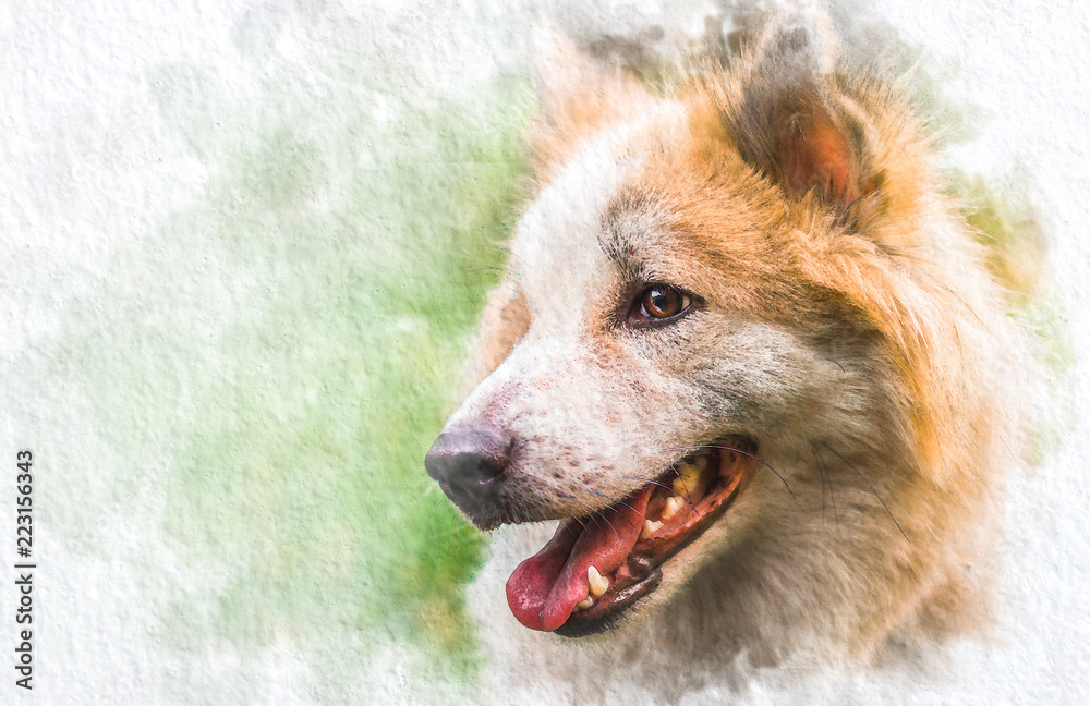 Watercolor portrait of siberian husky with abstract color on white ...