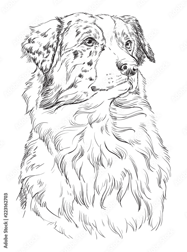 Australian shepherd vector hand drawing portrait Stock Vector | Adobe Stock