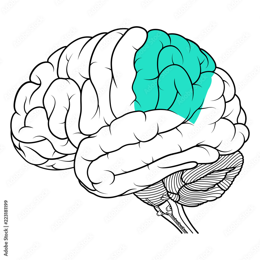 Parietal lobe of human brain anatomy side view flat Stock Vector ...