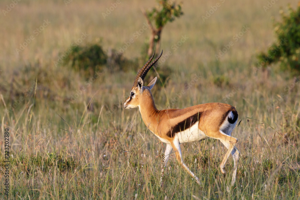 Thomson's gazelle on the African savanna Stock Photo | Adobe Stock