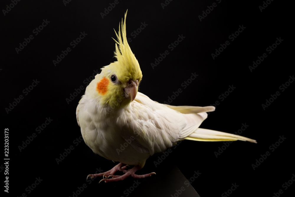 Cockatiel, Cute Little Lutino cockatiel posing bird, close up isolated ...