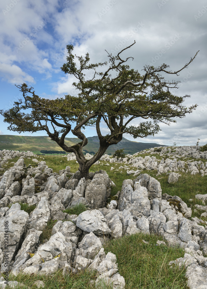 Cracked and fissured Limestone Pavement forming grykes with a single ...