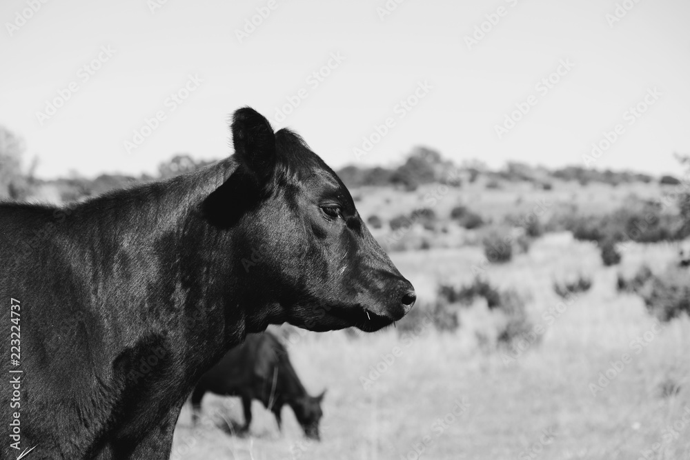 Black Angus calf side view on rural cattle farm. Stock Photo | Adobe Stock
