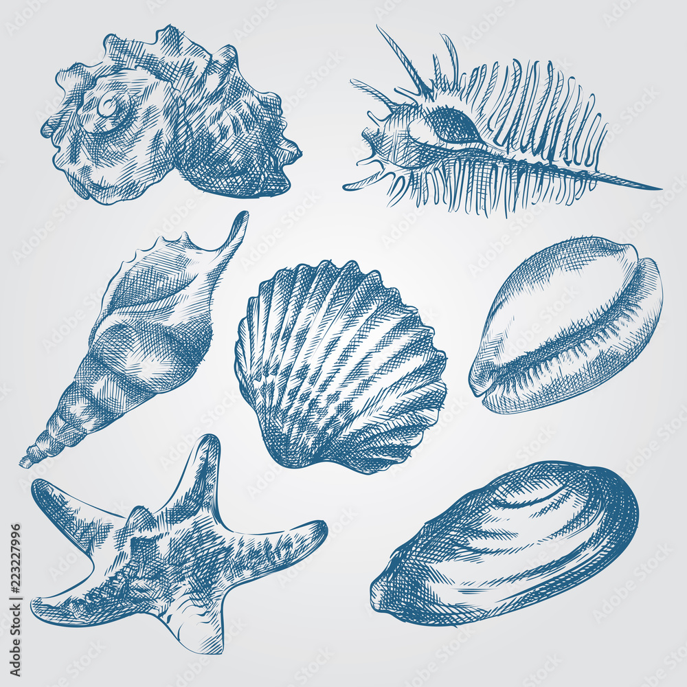 Set of Hand drawn Sea Shells sketch isolated on white background ...